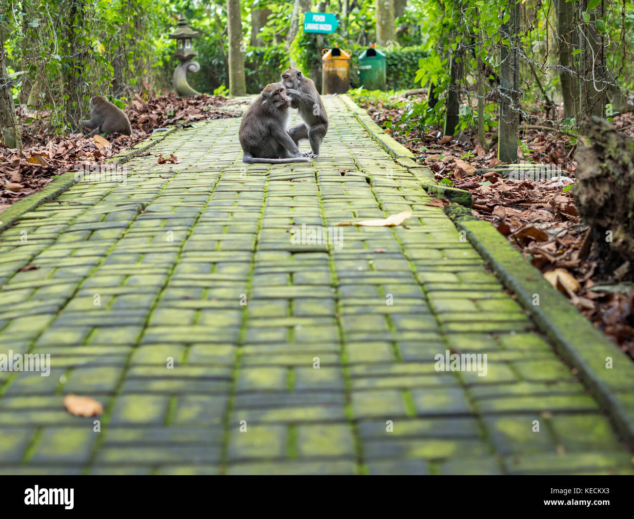 Sacred Monkey Forest Sanctuary in Ubud, Bali, Indonesia Stock Photo - Alamy
