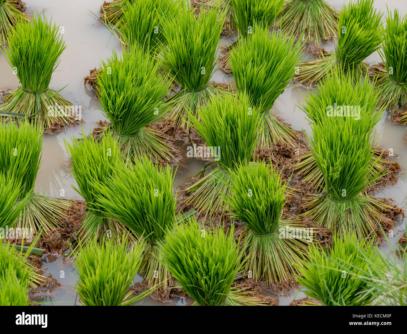 Ready for rice cultivation in bali hi-res stock photography and images ...