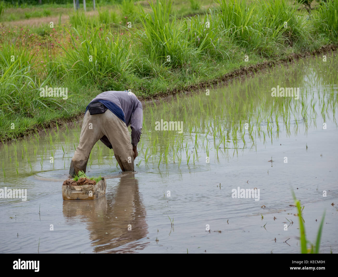 Farmer is planting Rice in Bali, Indonesia Stock Photo - Alamy