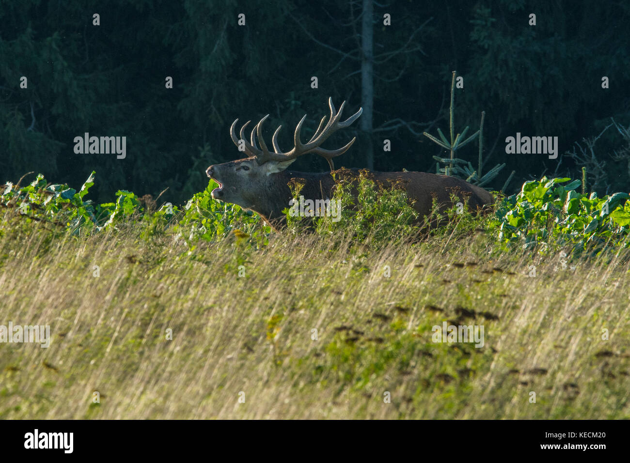 Red Deer male in mating season Stock Photo - Alamy