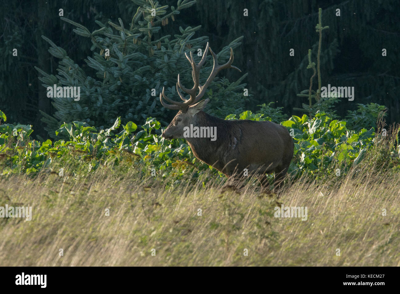 Active deer hi-res stock photography and images - Alamy