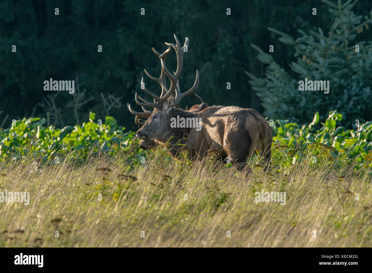 Old stags in mating season Stock Photo - Alamy
