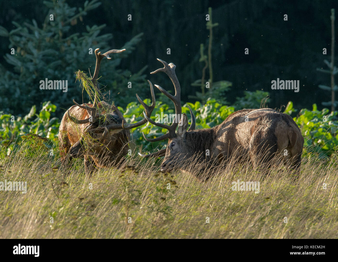 Old stags fighting in mating season,Scania Sweden Stock Photo - Alamy