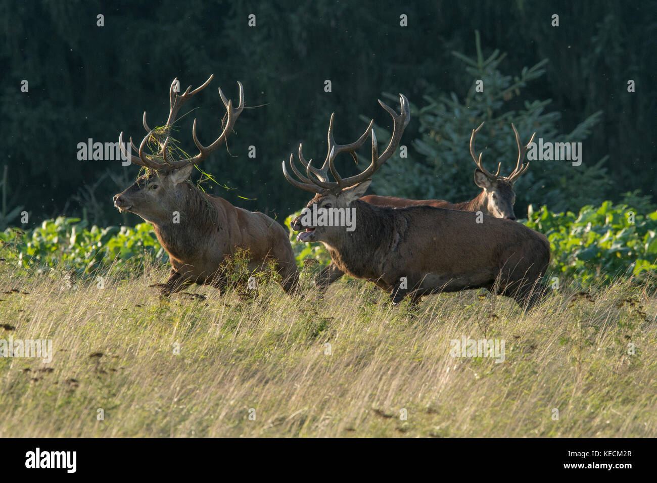Old stags in mating season Stock Photo - Alamy