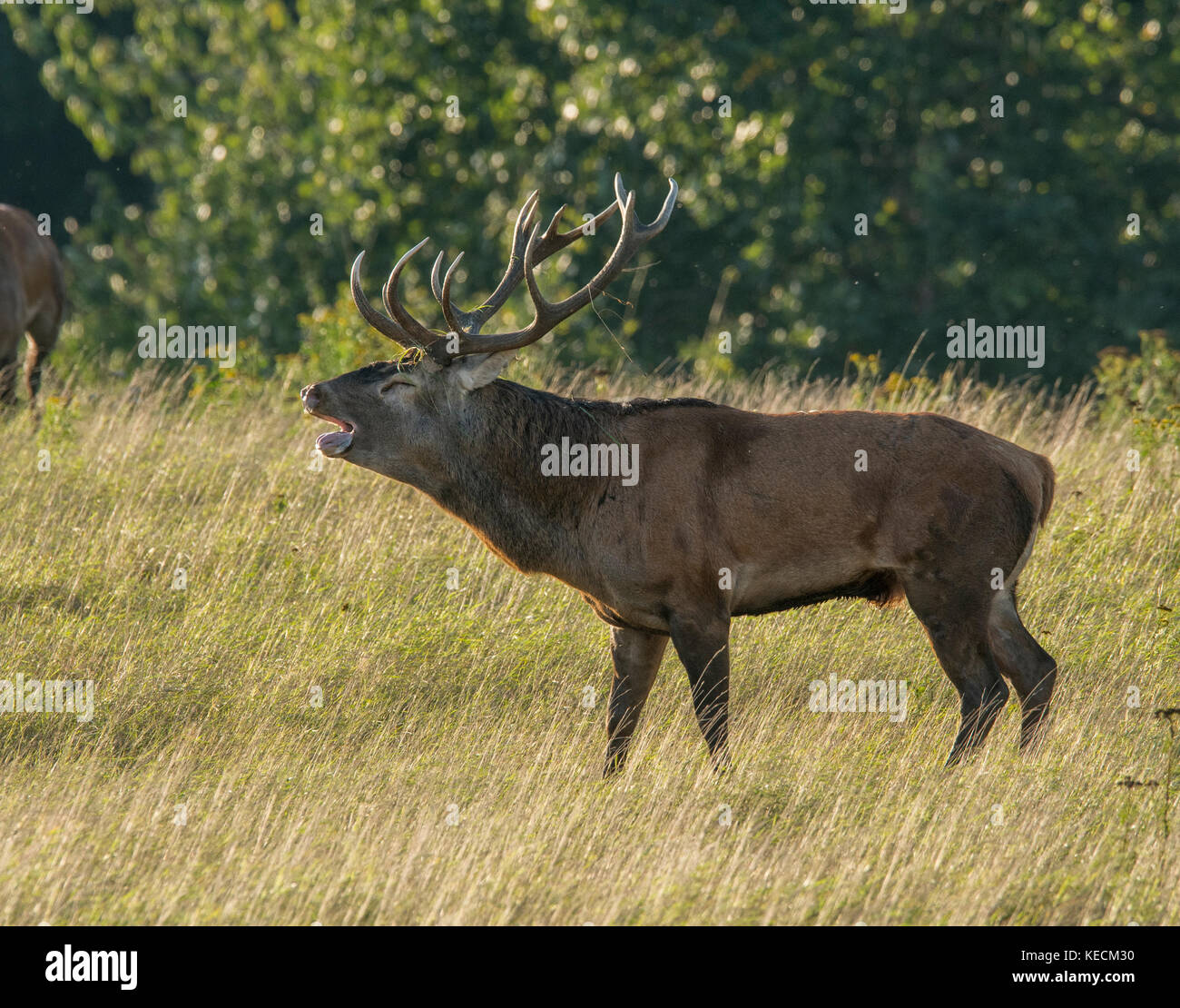 Red Deer male in mating season Stock Photo - Alamy