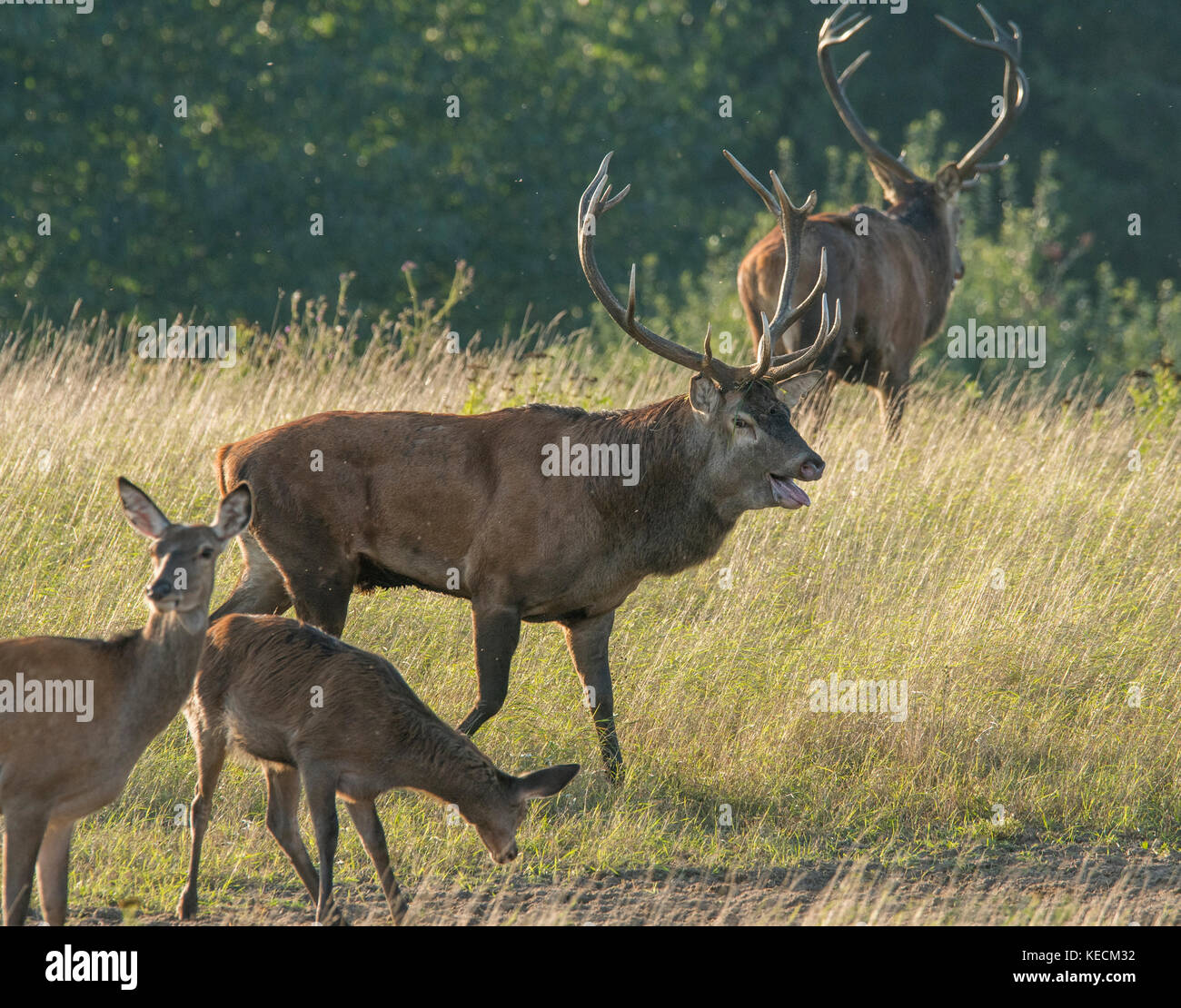Stag with heard of hinds in mating season Stock Photo - Alamy