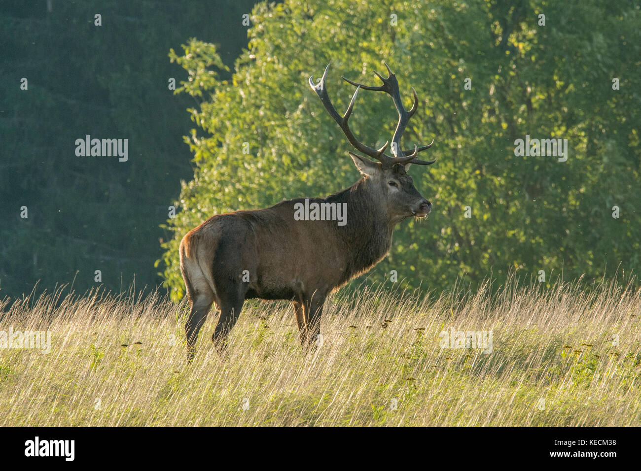 Red Deer male in mating season Stock Photo - Alamy