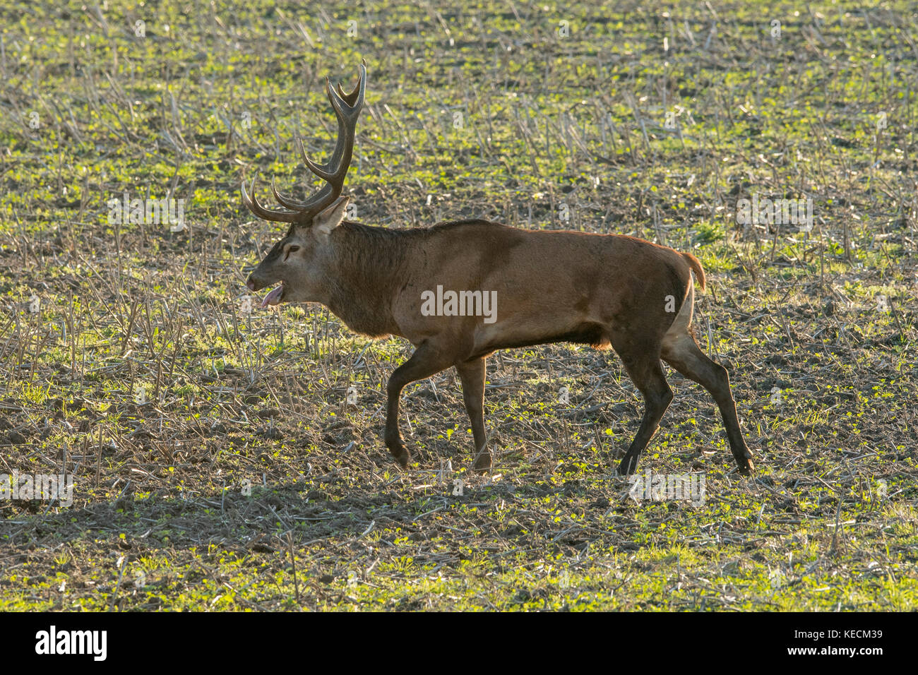 Red Deer male in mating season Stock Photo - Alamy