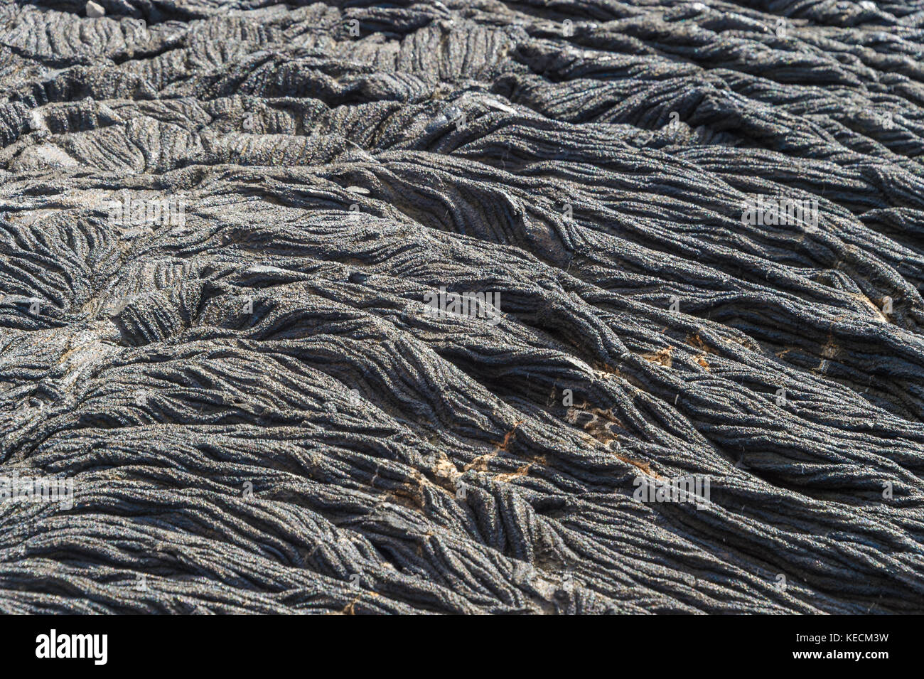 Pahoehoe or rope lava, on Rabida Island, Galapagos. It is formed of ...