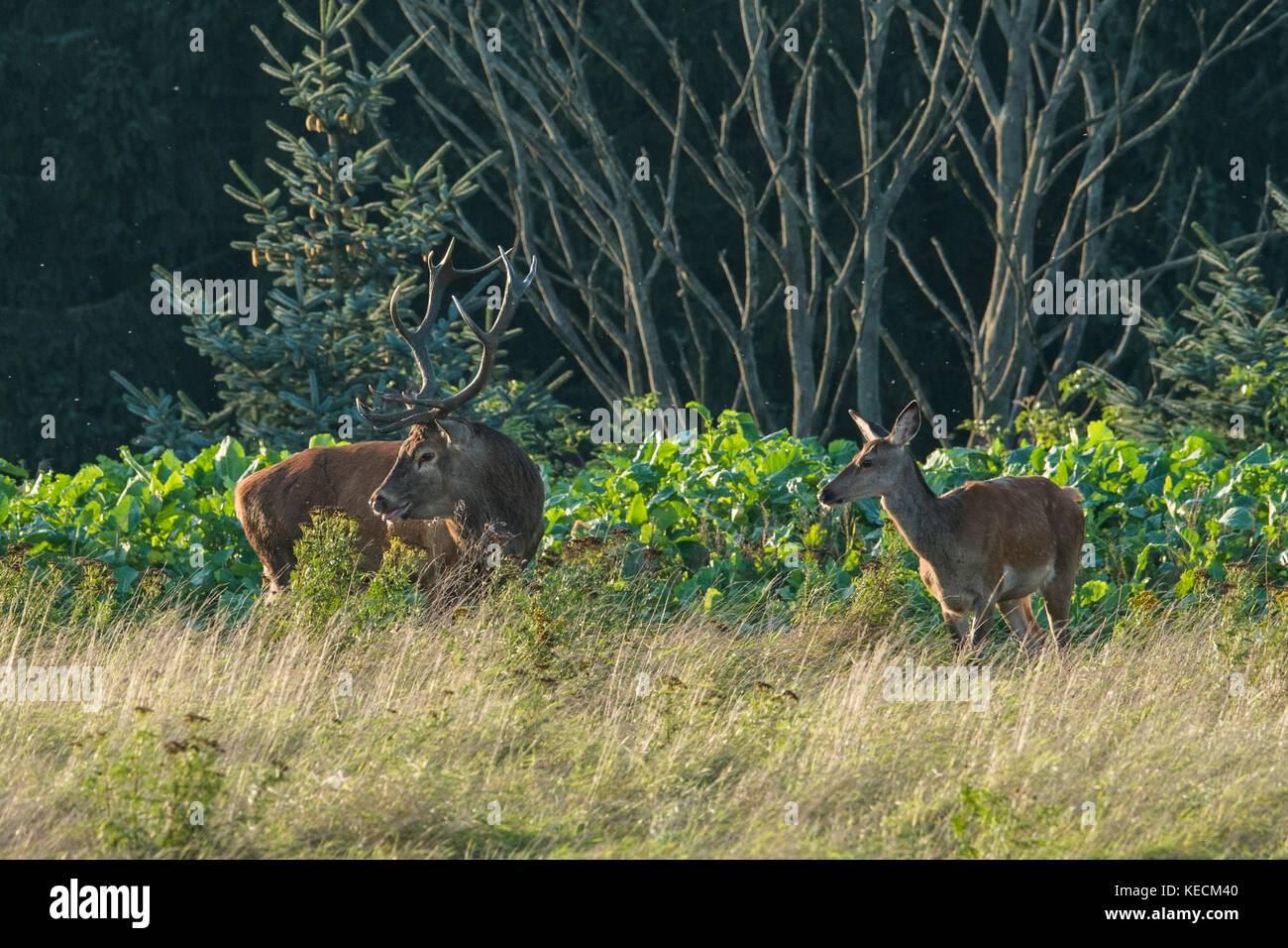 Stag with hind in mating season Stock Photo - Alamy