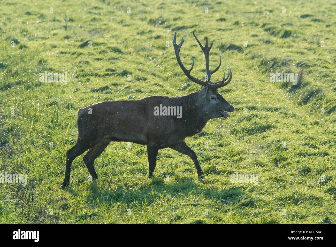 Red Deer male in mating season Stock Photo - Alamy