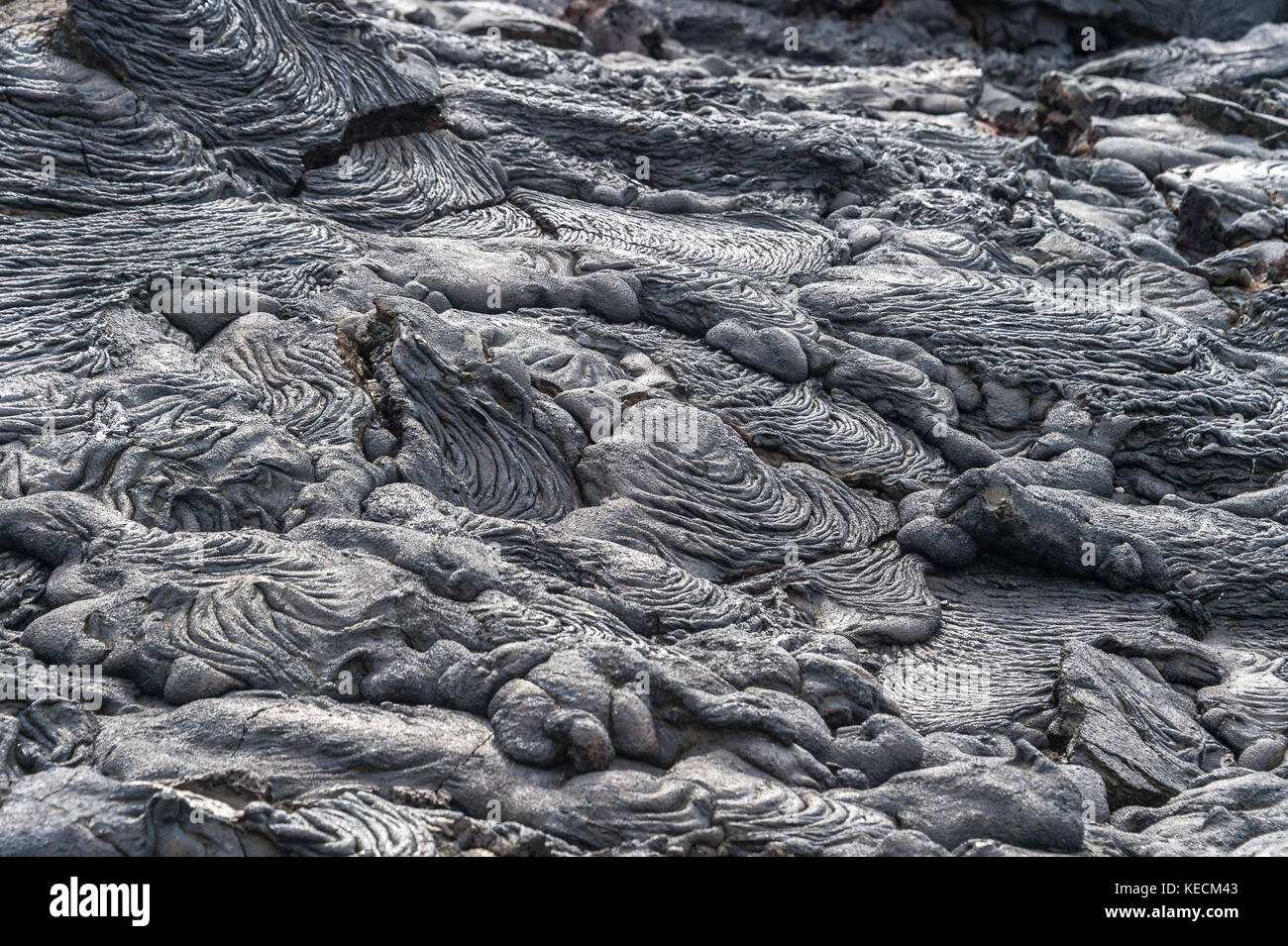 Pahoehoe or rope lava, on Rabida Island, Galapagos. It is formed of ...