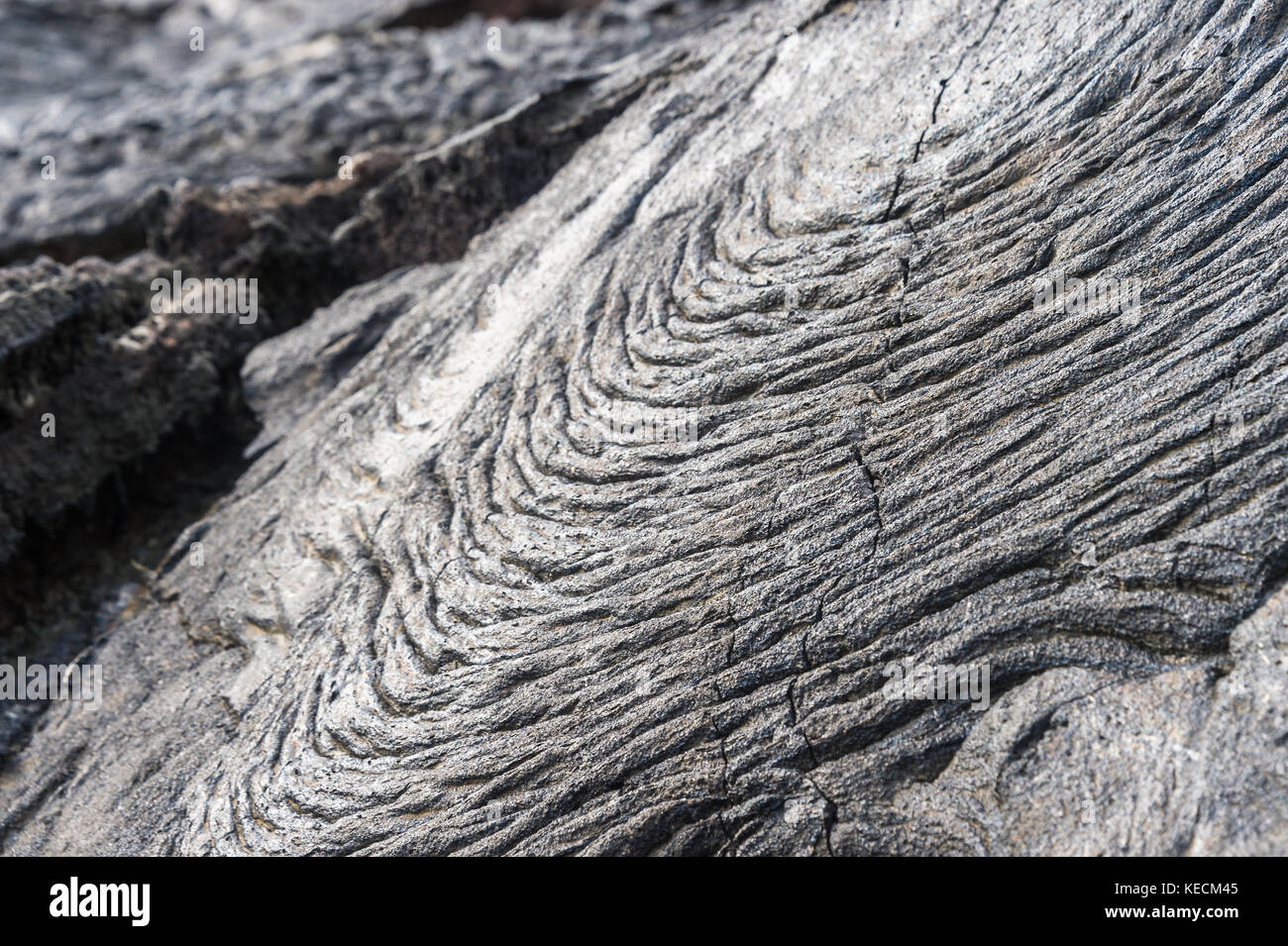 Pahoehoe or rope lava, on Rabida Island, Galapagos. It is formed of ...