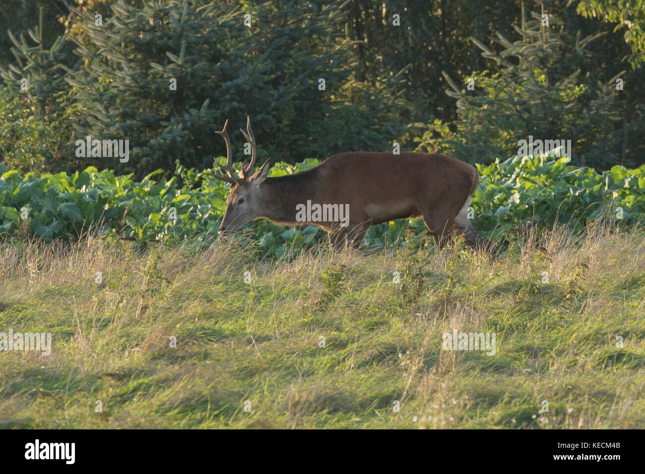 Red Deer male in mating season Stock Photo - Alamy