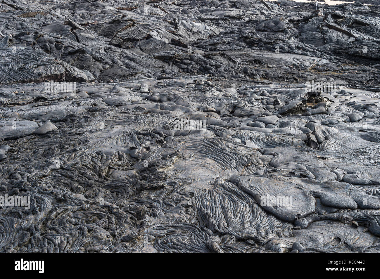 Pahoehoe or rope lava, on Rabida Island, Galapagos. It is formed of ...