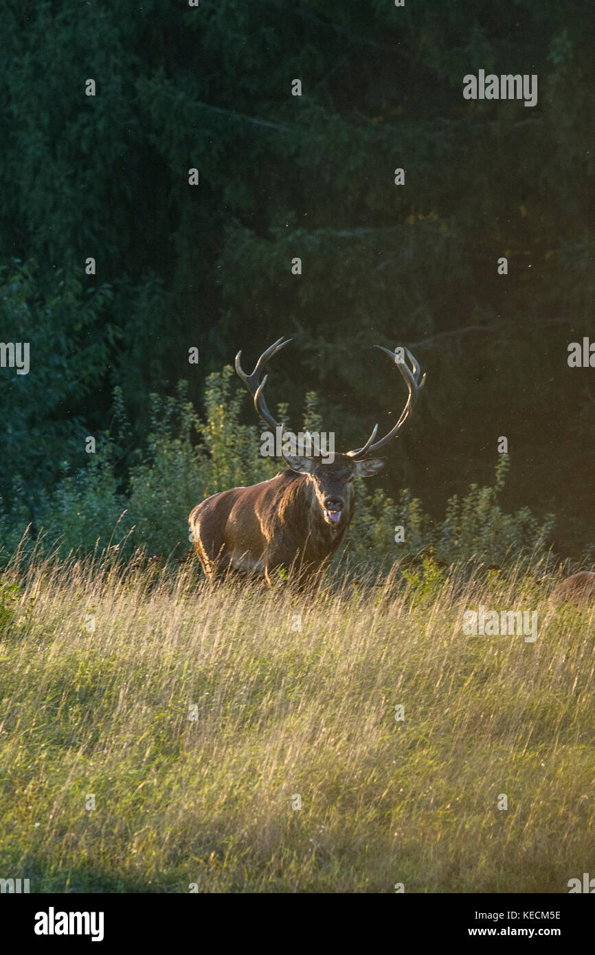 Red Deer male in mating season Stock Photo - Alamy
