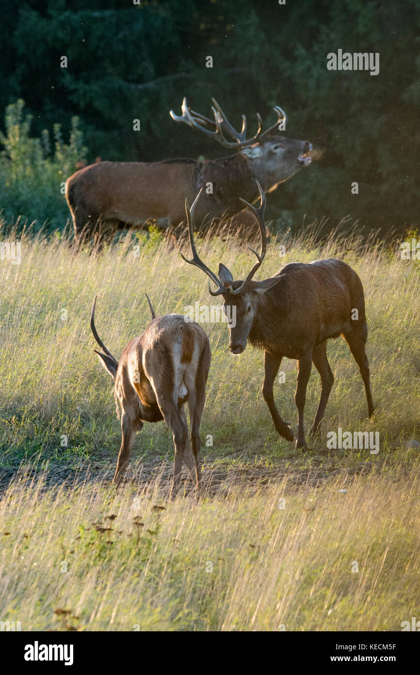 Old stag and younger challengers in red deer mating season Stock Photo ...