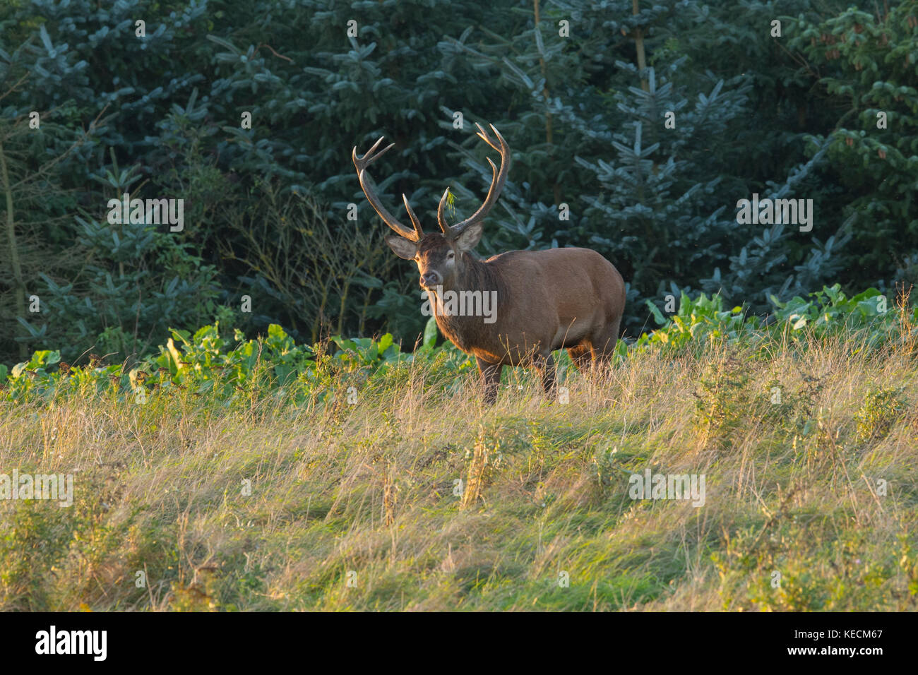 Red Deer male in mating season Stock Photo - Alamy