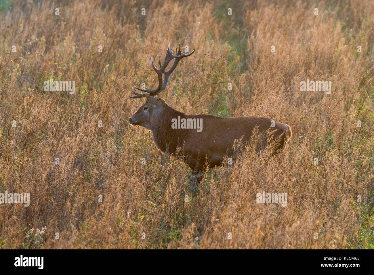 Red Deer male in mating season Stock Photo - Alamy
