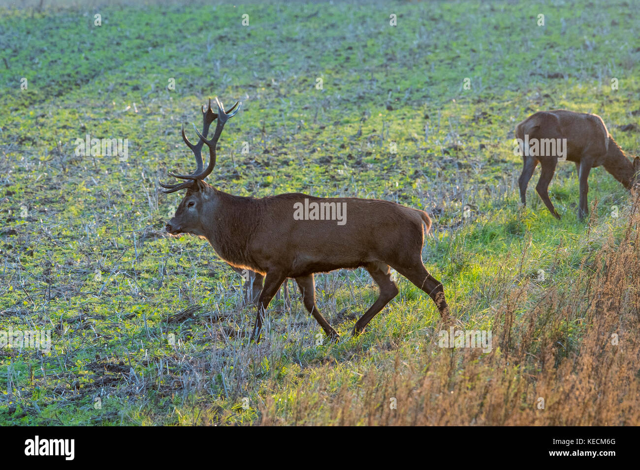 Stag with hind in the deer mating season Stock Photo - Alamy