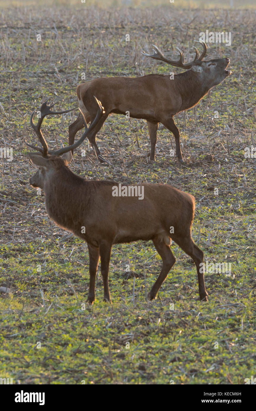 Two stags watching each other in mating season Stock Photo - Alamy