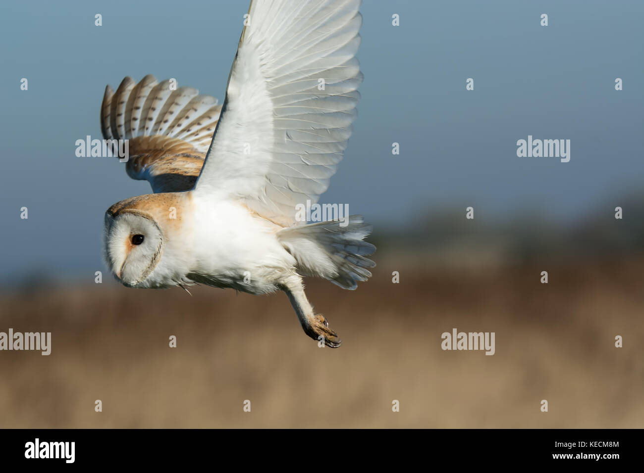 Claws bird close up hi-res stock photography and images - Alamy