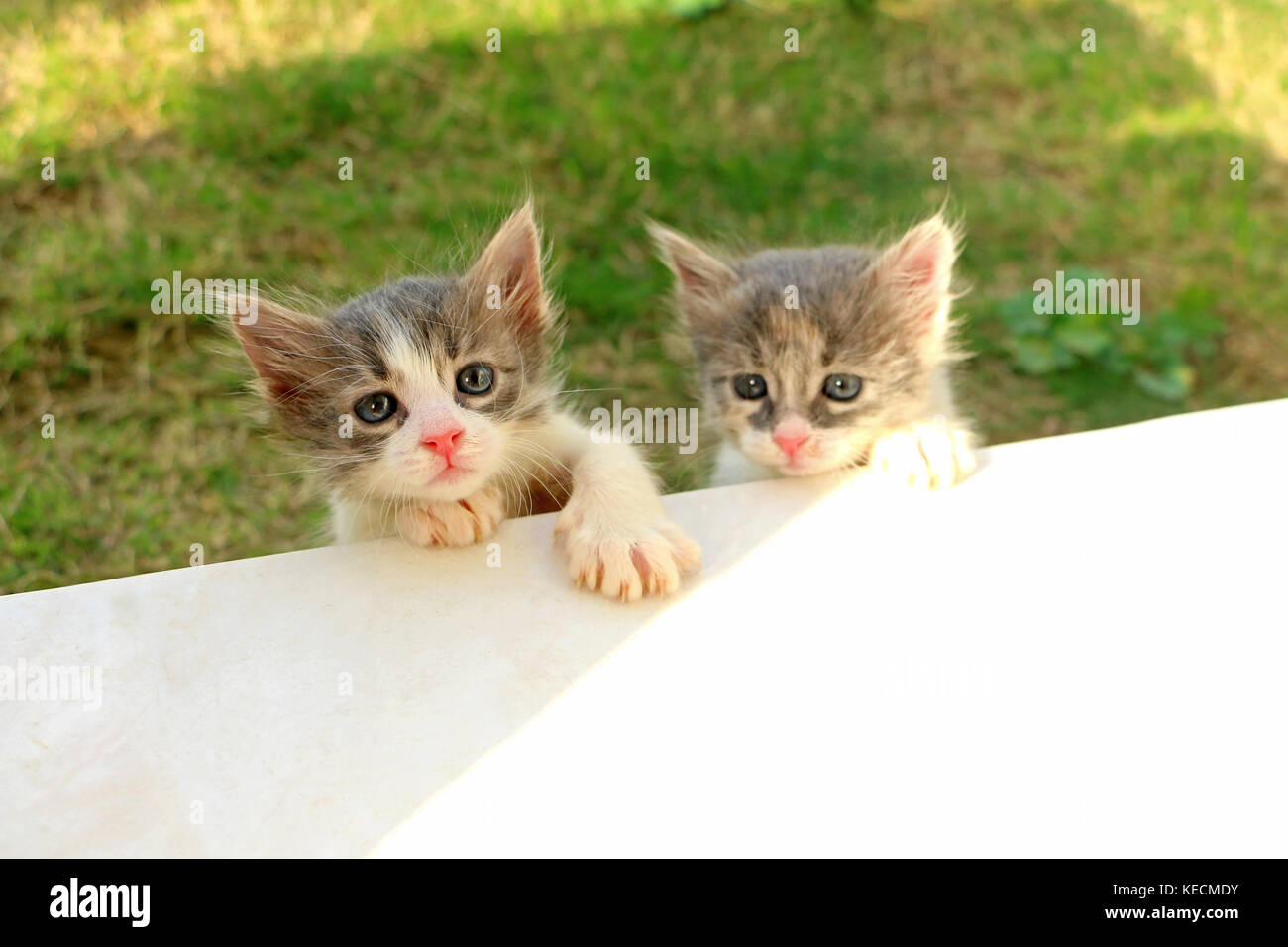Stray kittens hi-res stock photography and images - Alamy
