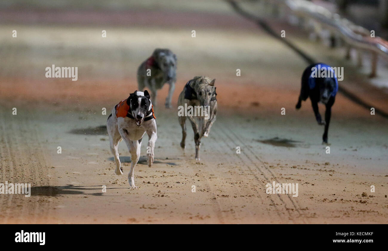 Droopys Zephyr wins the Northern Puppy Derby Final Race nine during the ...
