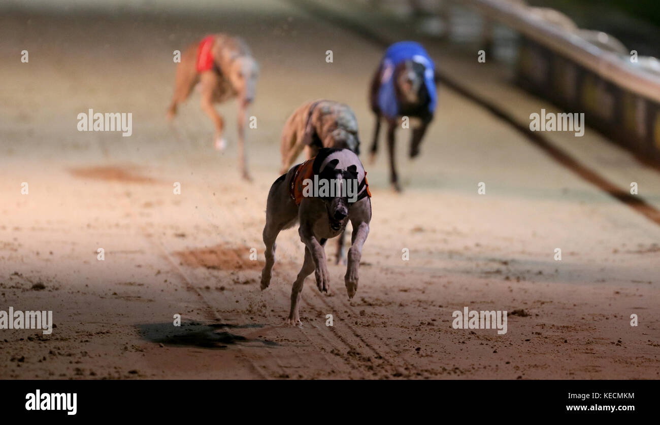 Droopys Zephyr wins the Northern Puppy Derby Final Race nine during the ...