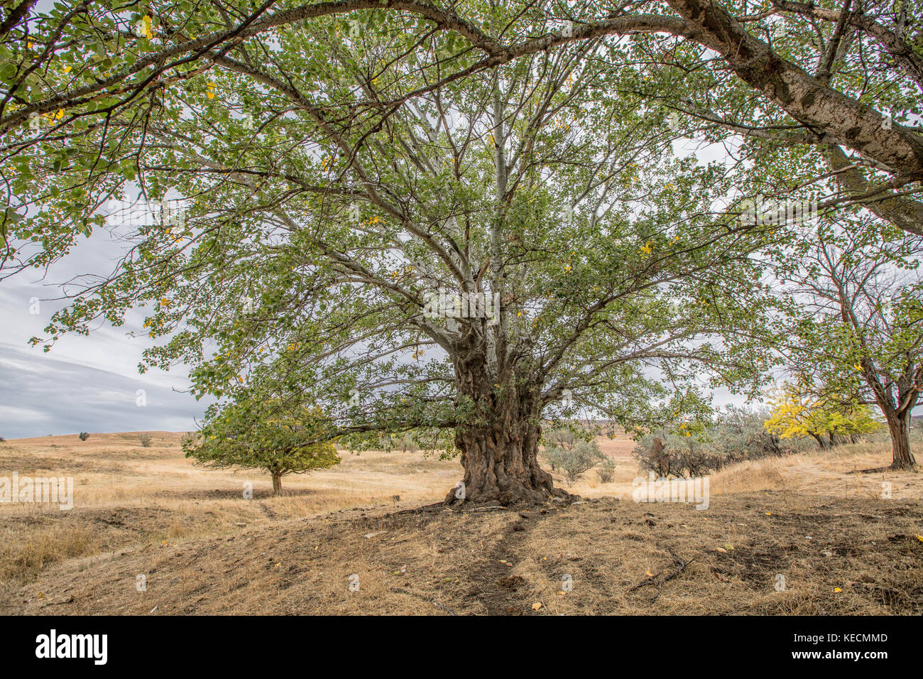 Old aspen tree trunk, roots and branches Stock Photo - Alamy