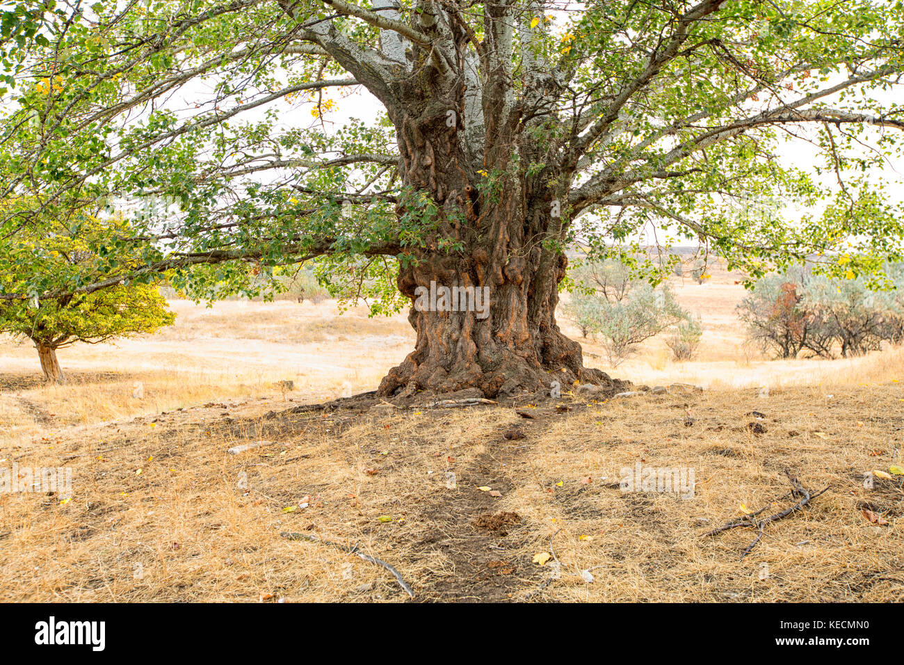 Old aspen tree trunk, roots and branches Stock Photo - Alamy