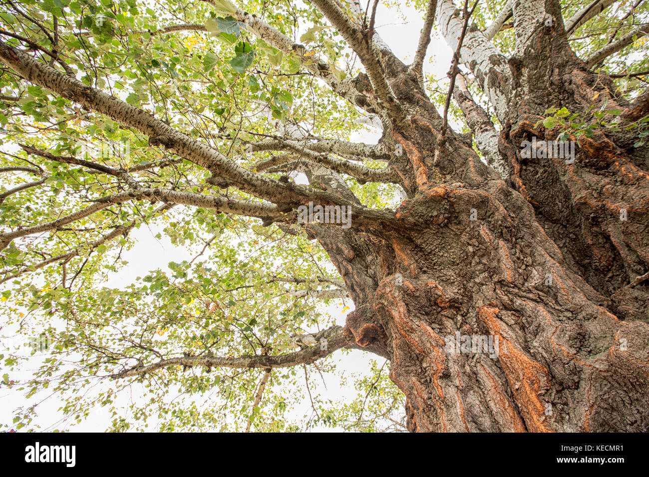 Old aspen tree trunk, roots and branches Stock Photo - Alamy