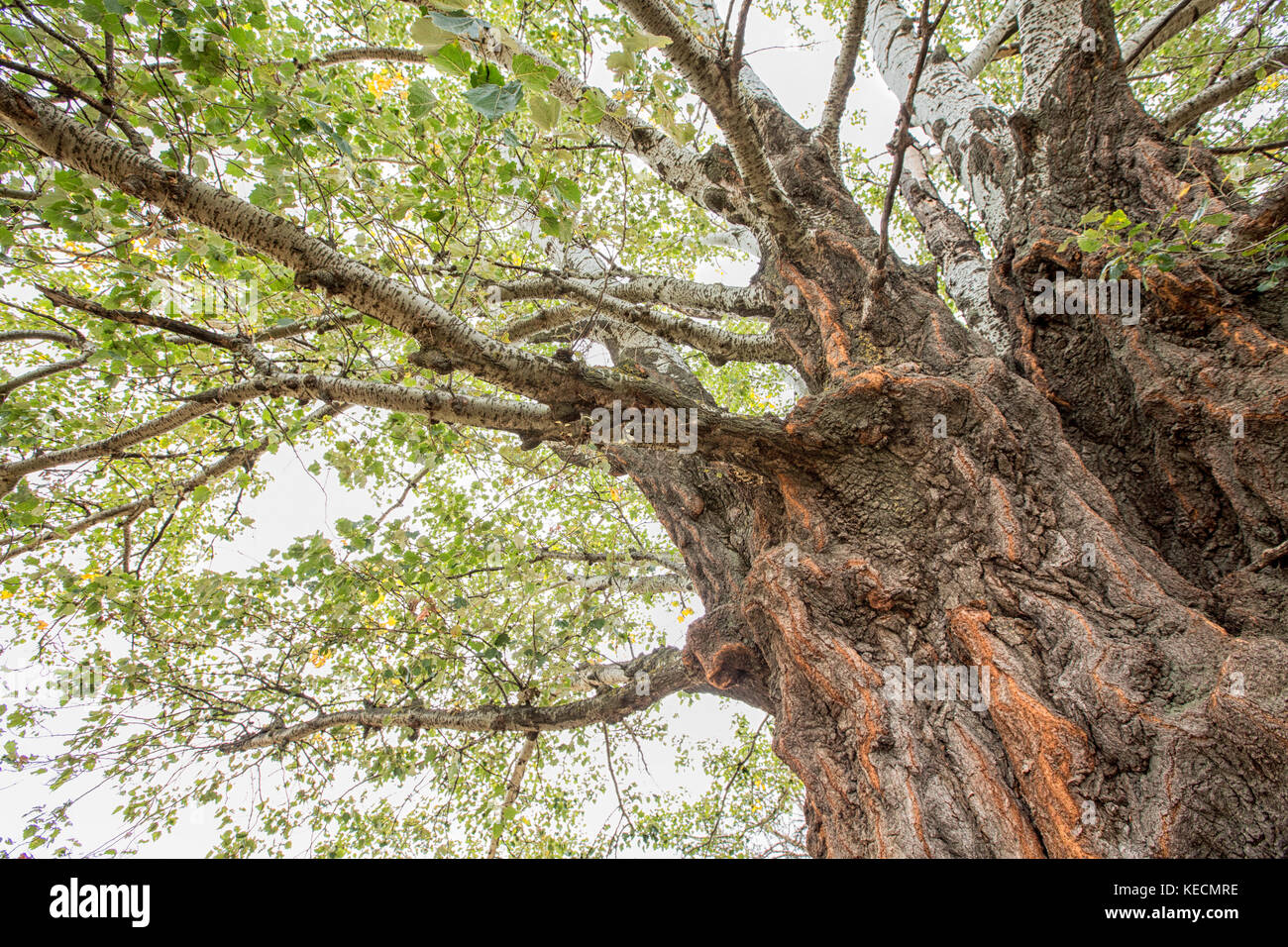 Old aspen tree trunk, roots and branches Stock Photo - Alamy