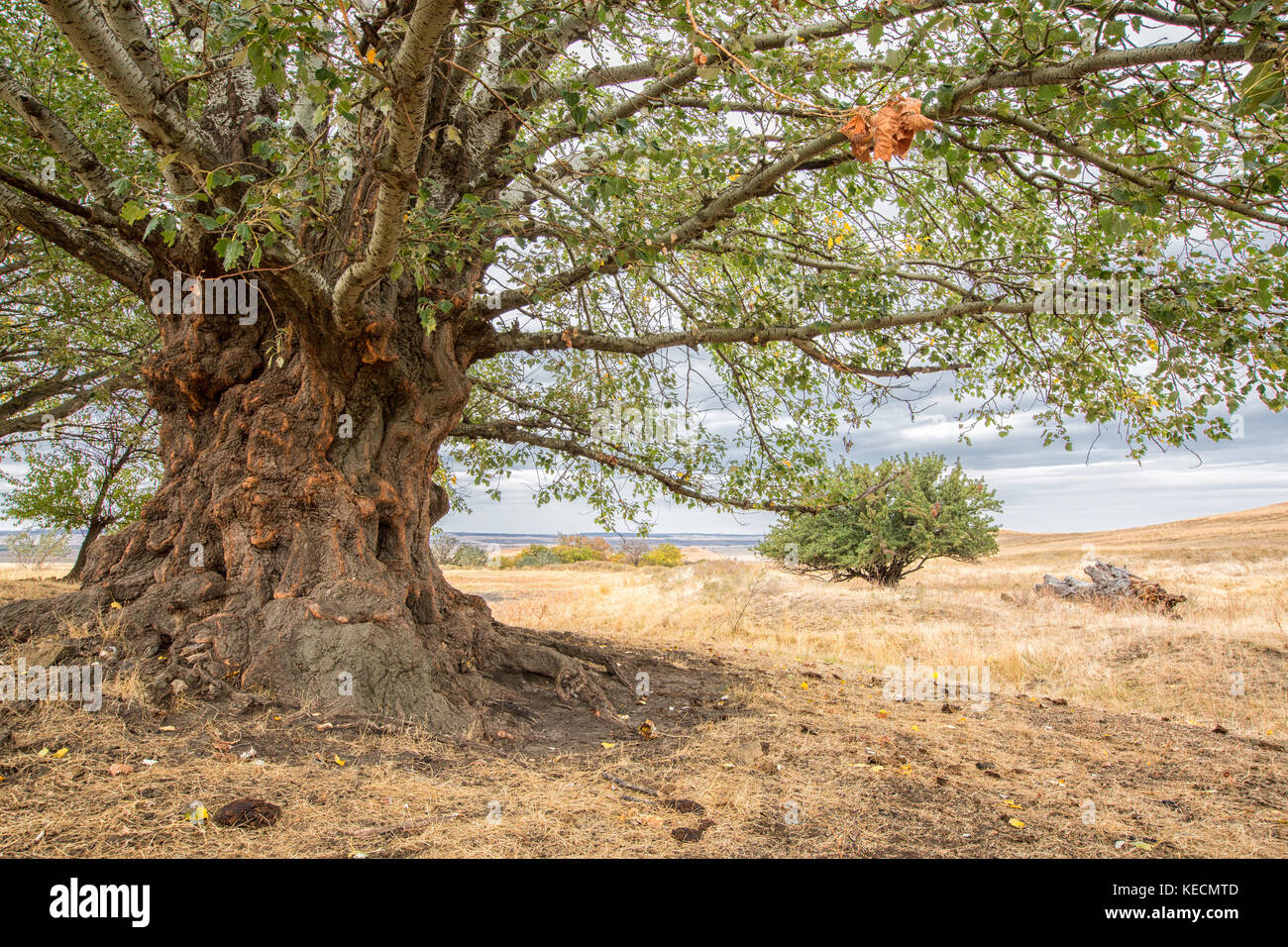 Old aspen tree trunk, roots and branches Stock Photo - Alamy