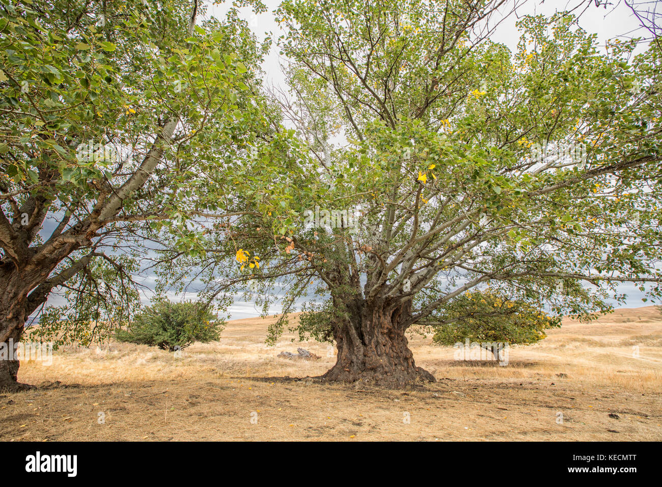 Old aspen tree trunk, roots and branches Stock Photo - Alamy