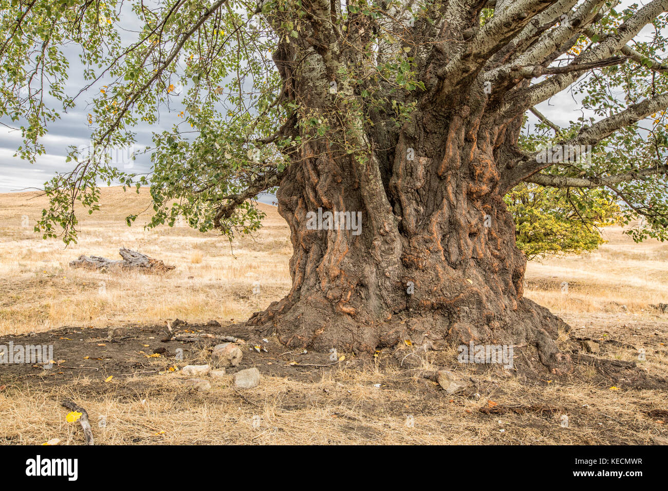 Old aspen tree trunk, roots and branches Stock Photo - Alamy