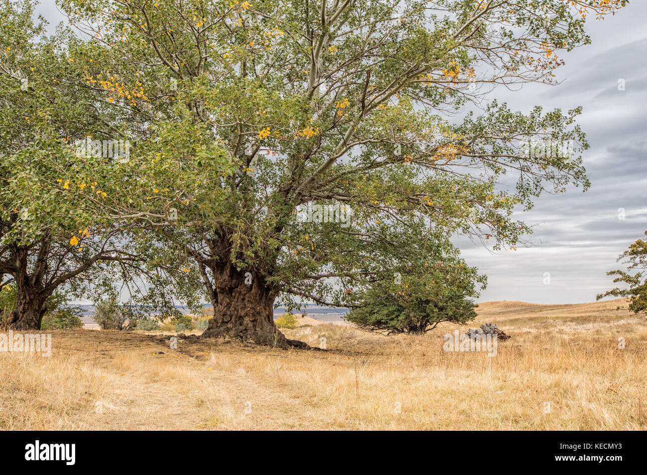 Old aspen tree trunk, roots and branches Stock Photo - Alamy
