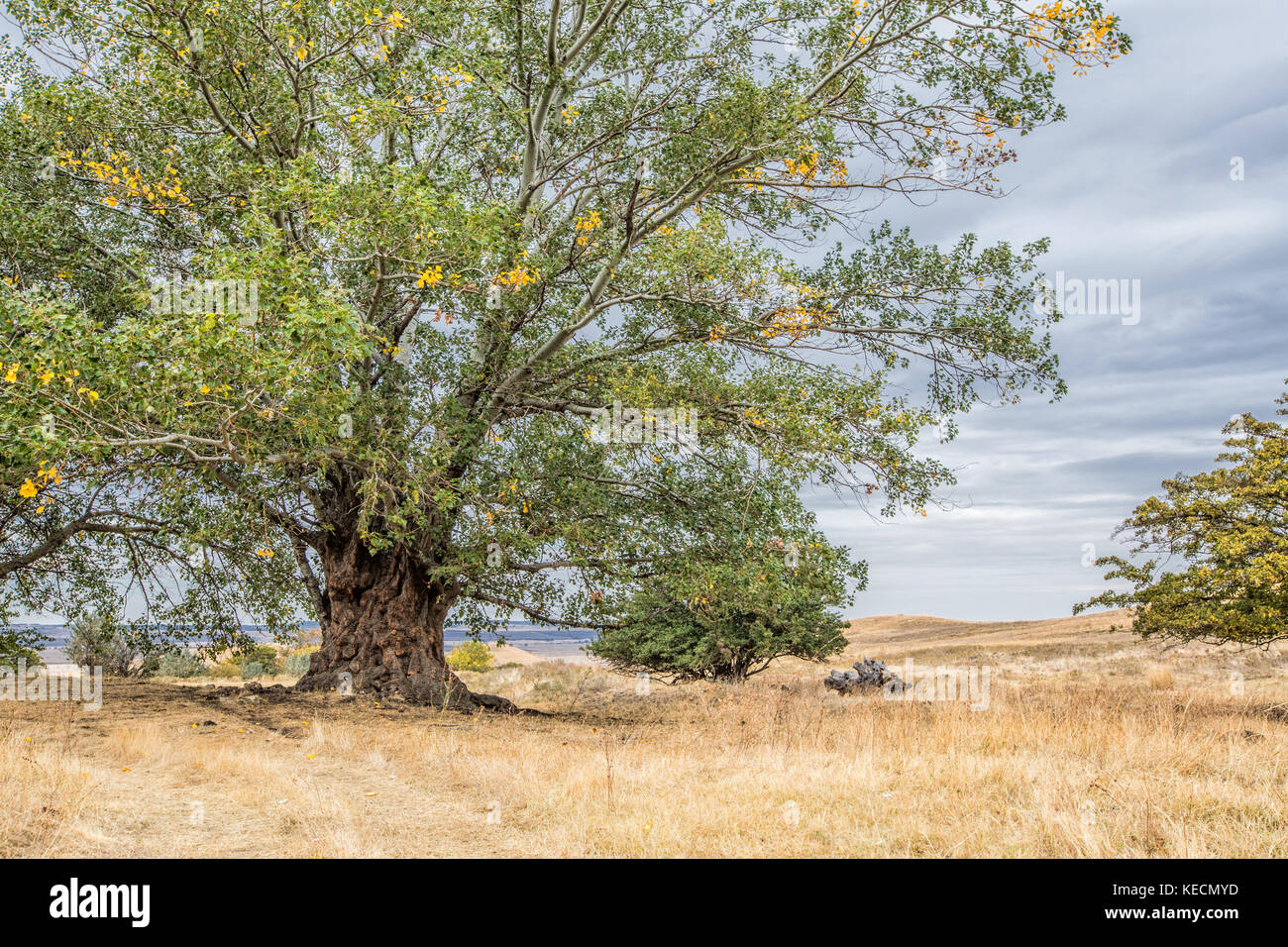 Old aspen tree trunk, roots and branches Stock Photo - Alamy