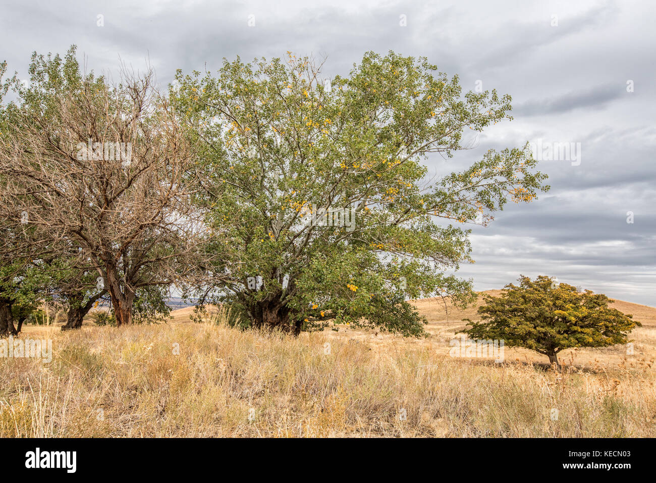 Old aspen tree trunk, roots and branches Stock Photo - Alamy