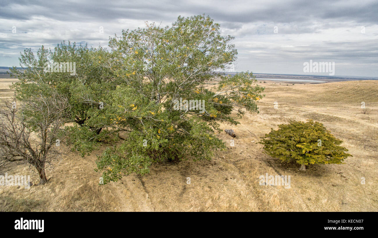 Old aspen tree trunk, roots and branches Stock Photo - Alamy