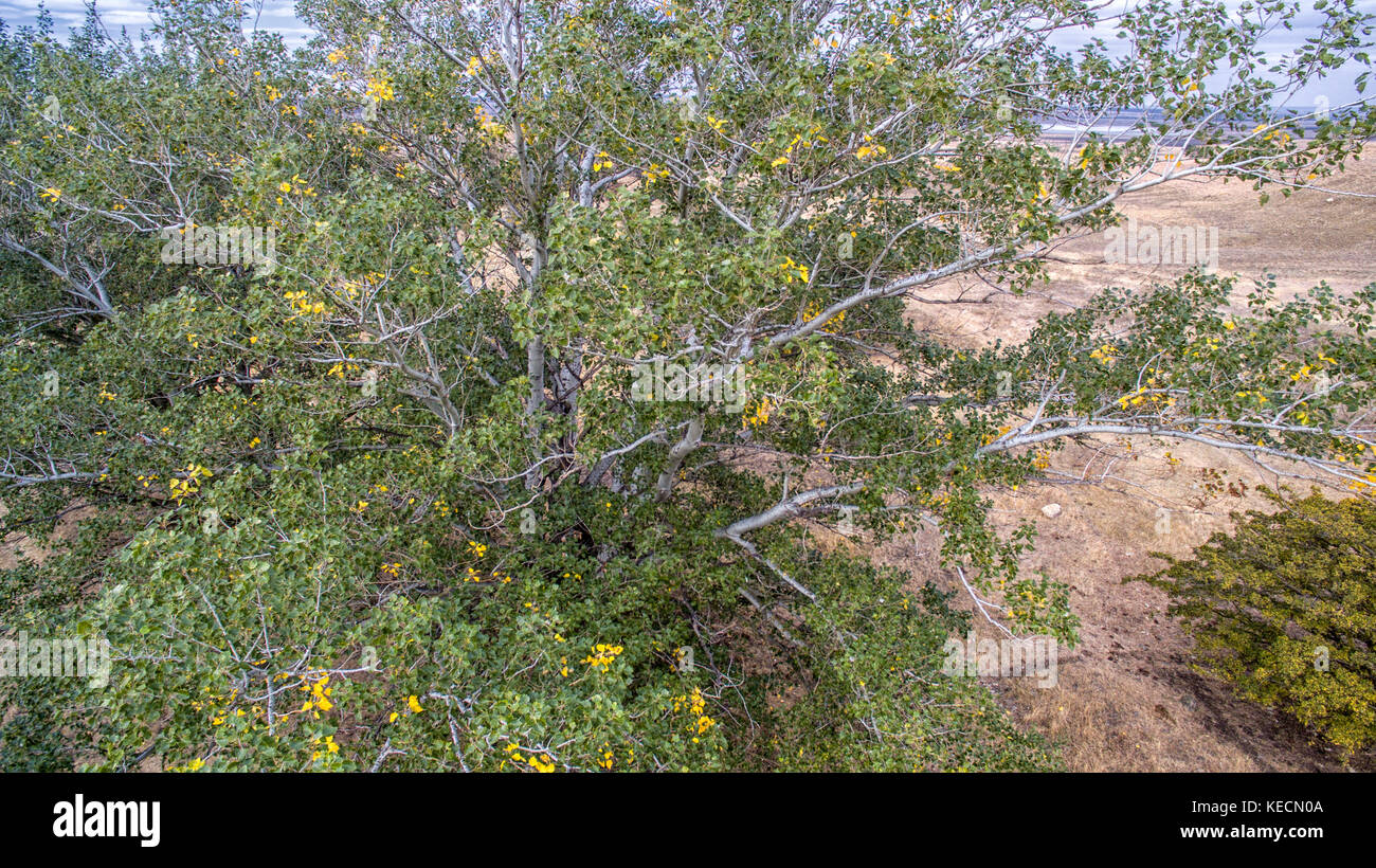 Old aspen tree trunk, roots and branches Stock Photo - Alamy