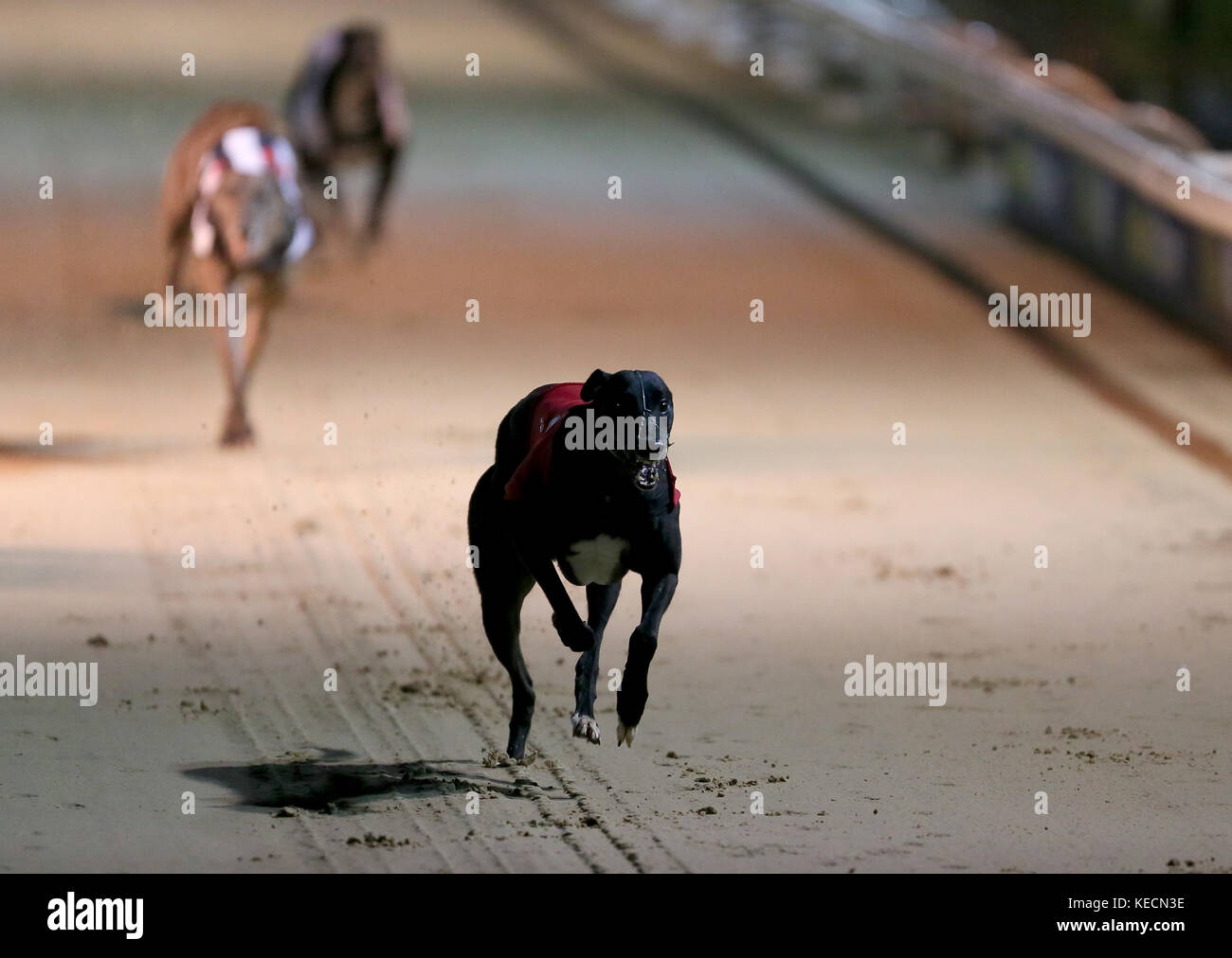 Droopys Expert wins the All England Cup Final Race ten during the ...