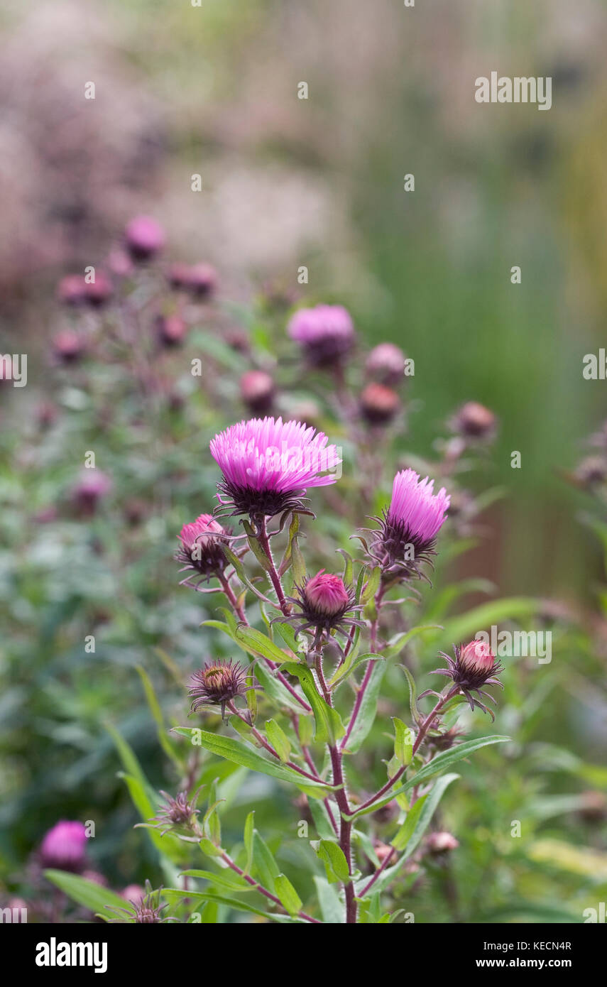 Aster novae-angliae 'Barr's Pink' flowering in Autumn Stock Photo - Alamy