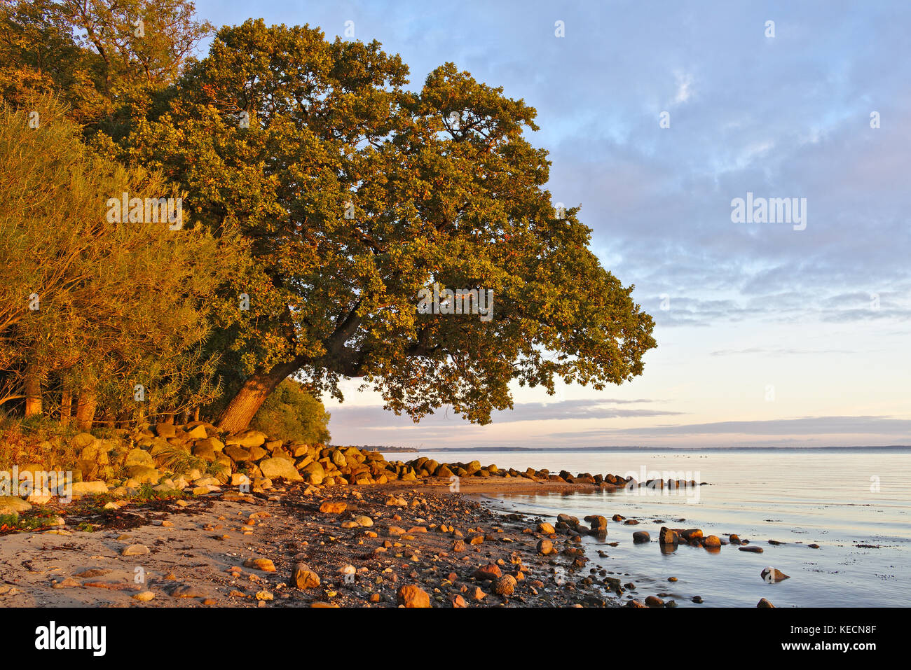 Water oak tree hi-res stock photography and images - Alamy