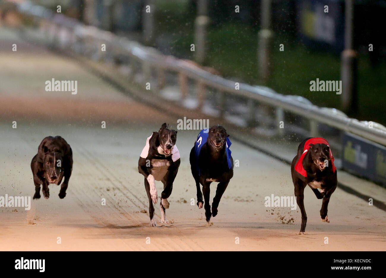 Droopys Expert (right) wins the All England Cup Final Race ten during ...