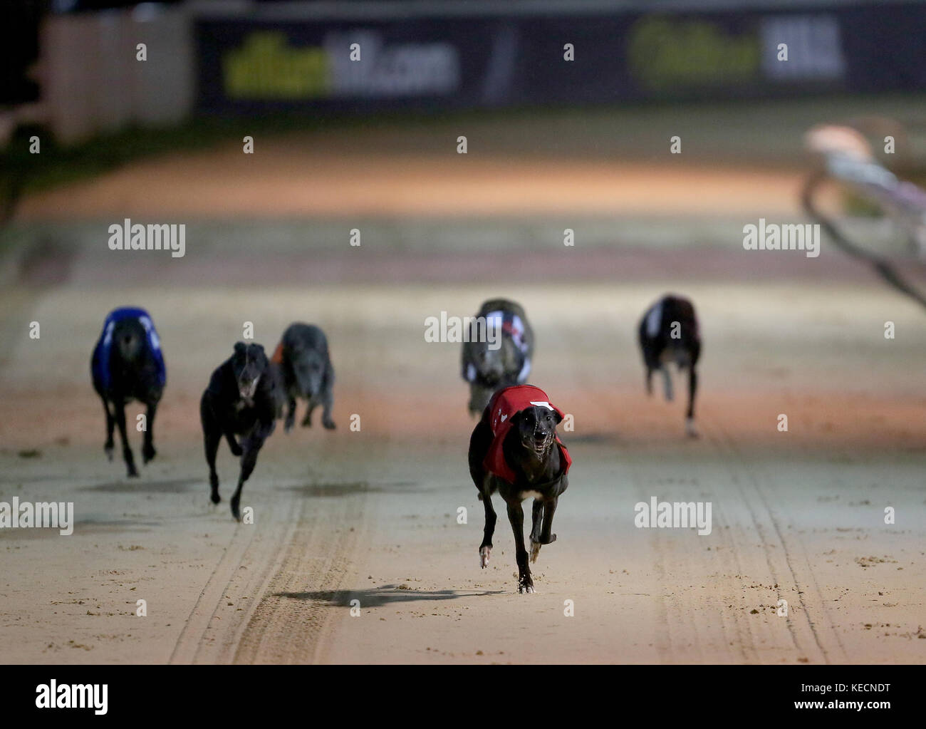 Droopys Expert (right) wins the All England Cup Final Race ten during ...