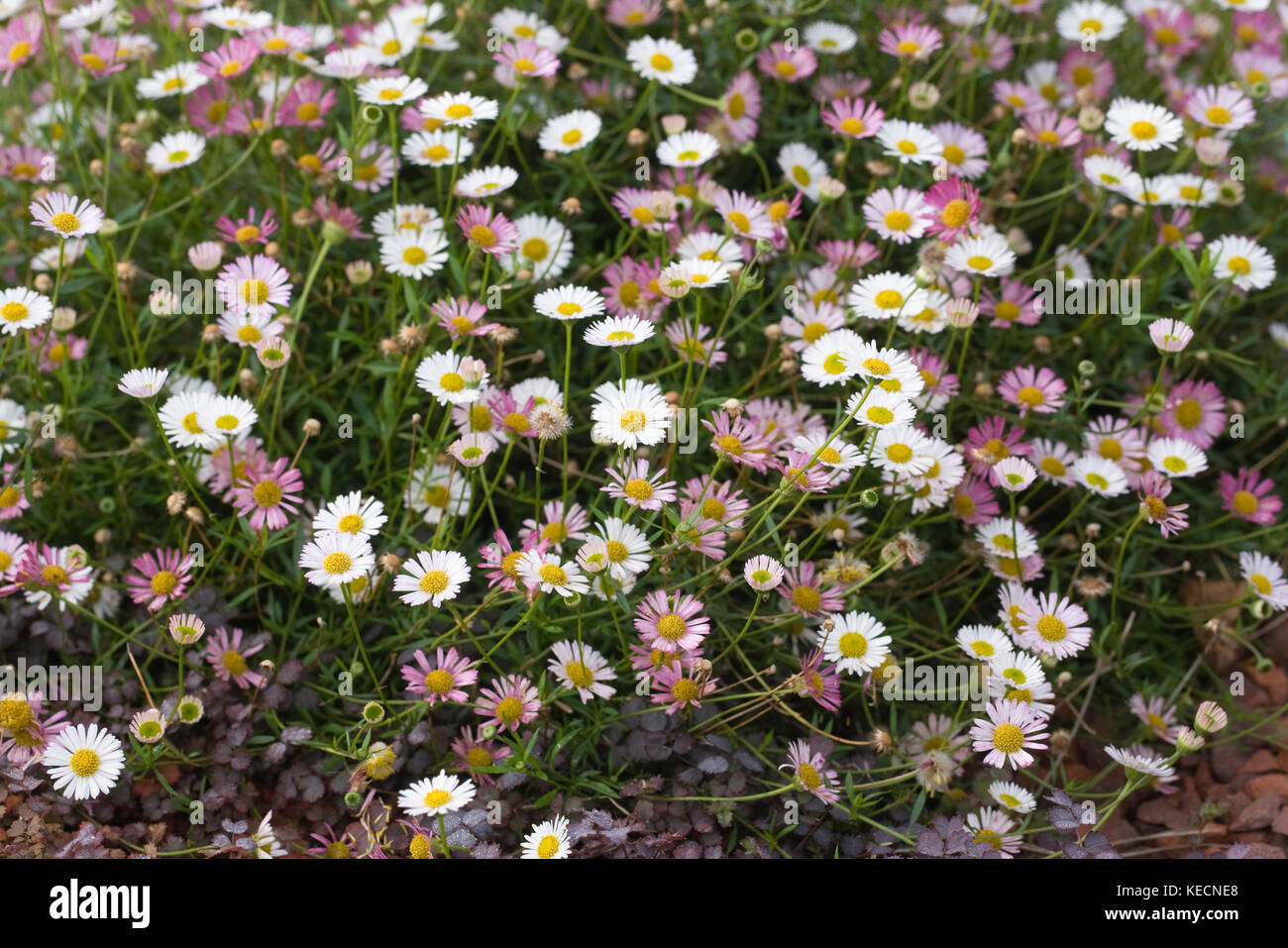 Erigeron Karvinskianus Pink High Resolution Stock Photography and ...