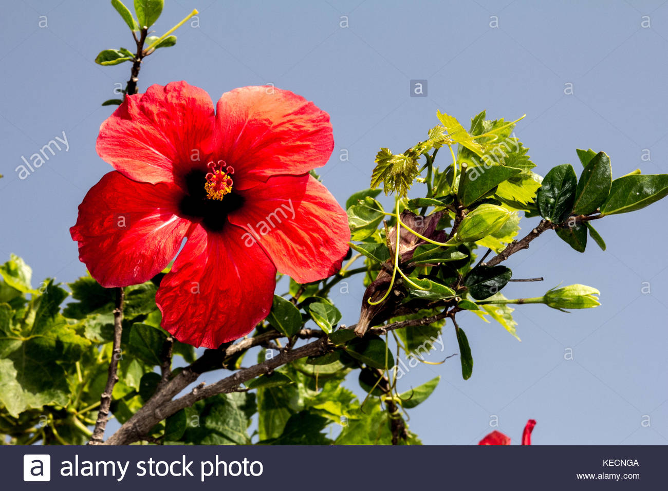 Big Red Flower High Resolution Stock Photography and Images - Alamy