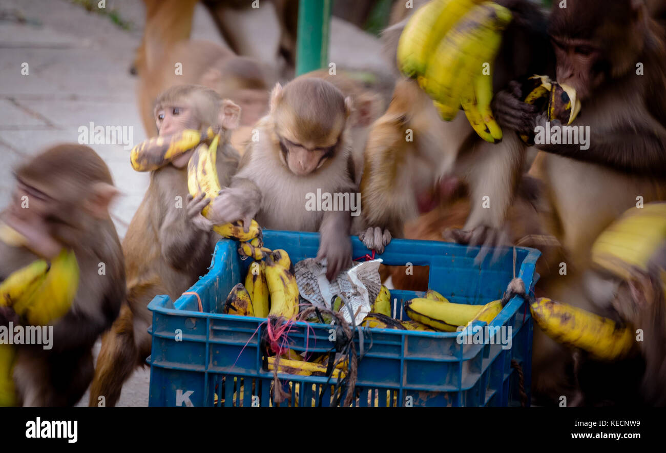 Nepal monkey temple feeding hi-res stock photography and images - Alamy