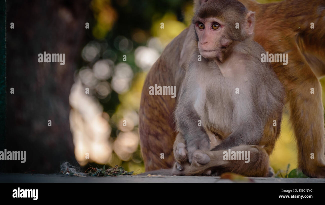 cute, sad monkeys, Kathmandu Stock Photo - Alamy